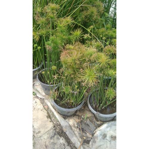 Jual Tanaman hias air Papirus mini - Kota Bandung - Helook Hydro Shop ...