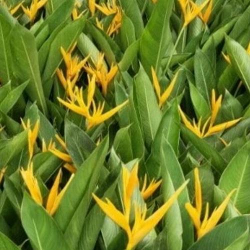 Jual pohon pisang Pisangan bunga kuning/heliconia golden - Kab. Bogor ...