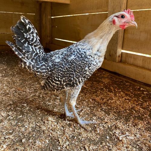 Jual Ayam Arab Remaja - Ayam Kampung Arab - Jakarta Barat - fauna ...