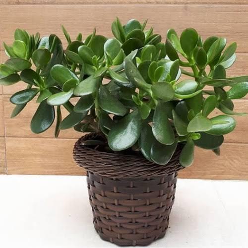 Jual TANAMAN HIAS JADE PLANT + POT - Jakarta Utara - TRISNA ANUGRAH ...