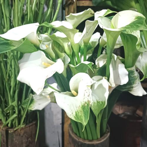 Jual bunga potong segar Calla Kala Lily (1 tangkai = 1 kuntum ) - Kota ...
