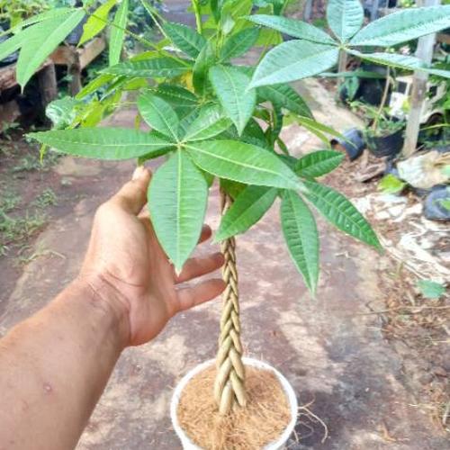 Jual TANAMAN HIAS PACHIRA POHON PACIRA MONEY TREE + POT PUTIH - Besar ...