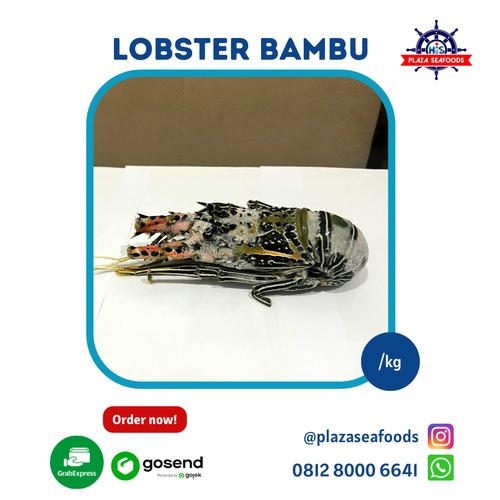 Jual Lobster Bambu (size:155-200) 1Kg (Isi 6 ekor) - Jakarta Barat ...