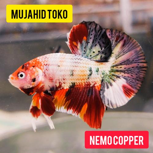 Jual Nemo Copper / Ikan Cupang Plakat Jantan Betina - Bahan (Junior ...