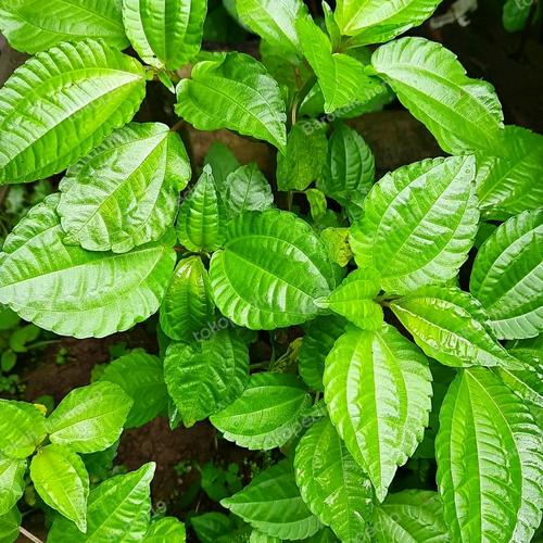 Jual daun poh pohan segar 1kg - Kab. Pangandaran - Barokah_herbal19 ...