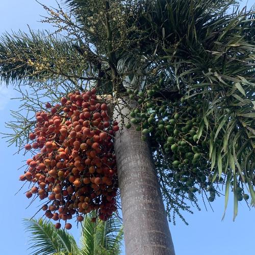 Jual Buah Pinang - Buah Jambe Matang dan Muda Fresh Langsung dari Pohon ...