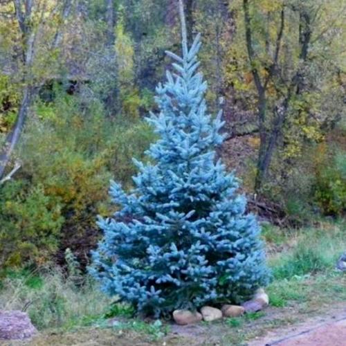 Jual tanaman cemara blue / juniperus blue star - Kab. Bogor - AGRI ...