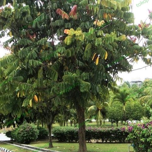 Jual pohon matoa tinggi 2 - 4 m / pohon matua tinggi 2 - 4 meter - Kota ...