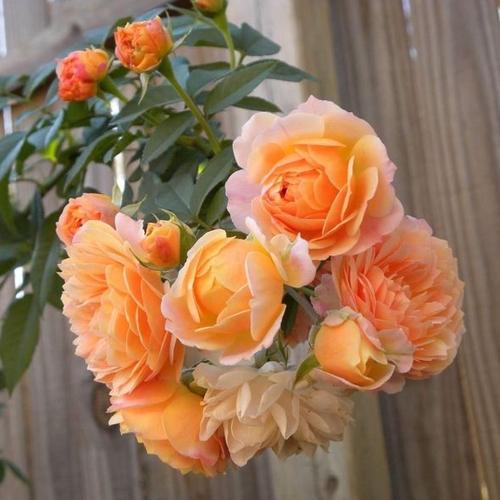 Jual Tanaman Hidup Bunga Mawar Import JERRY JENNINGS-Mawar orange ...