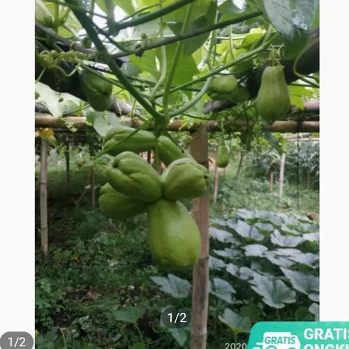 Jual bibit labu siam buah super lebat(beli 10 gratis 1) - Kab ...