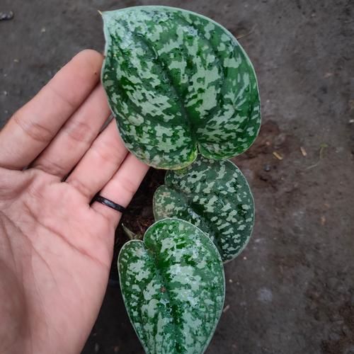 Jual Scindapsus Sp 01 - Kab. Lumajang - Artulang nursery | Tokopedia