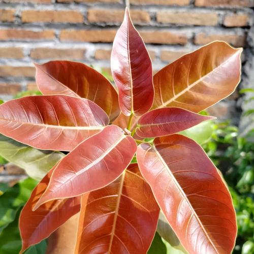 Jual Tanaman Hias Ficus Superba daun pupus merah cantik Bahan Bonsai ...