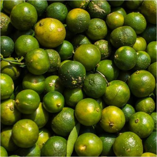 Jual Buah Jeruk Sonkit Jeruk Kasturi Jeruk Kesturi Jeruk Kunci Lemon ...