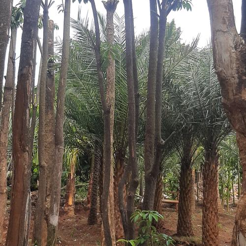 Jual pohon pule 3 meter - Kota Tangerang Selatan - risdayanti garden ...