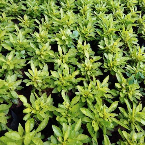 Jual tanaman krokot kuning - Kuning - Kab. Bogor - tanaman indah9 ...