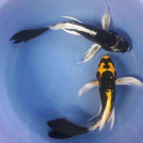 Jual Ikan koi kabuto batman BELI 3 BONUS 1 8-11 cm solid - Kab ...