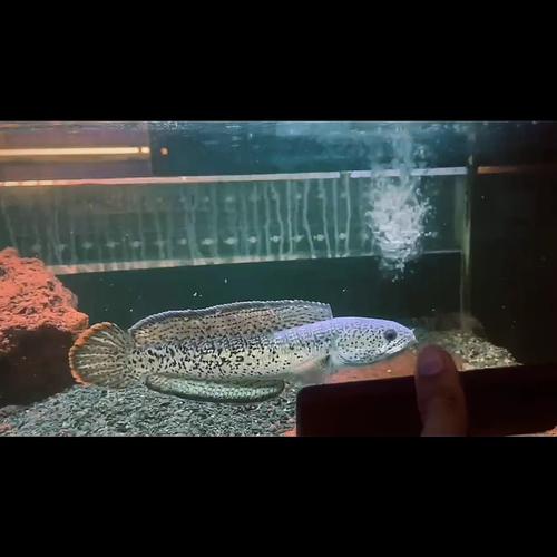 Jual CHANA BARCA 28 CM CHANA BARCA SEMI SHORT BODY - Jakarta Timur ...