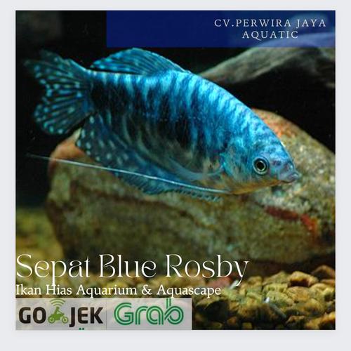 Jual Instan Hiasan Aquarium dan Kolam kan Sepat Biru / Sepat Rosbi ...
