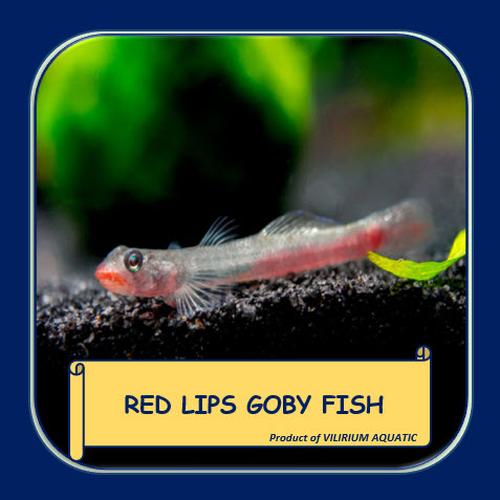Jual IKAN HIAS AIR TAWAR - GOBY BIBIR MERAH / RED LIPS GOBY FISH - 2"(± ...