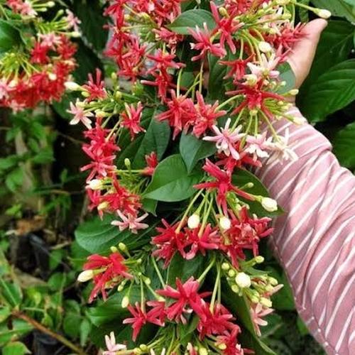 Jual TANAMAN POHON MELATI BELANDA - Jakarta Utara - Adifa flower shop ...