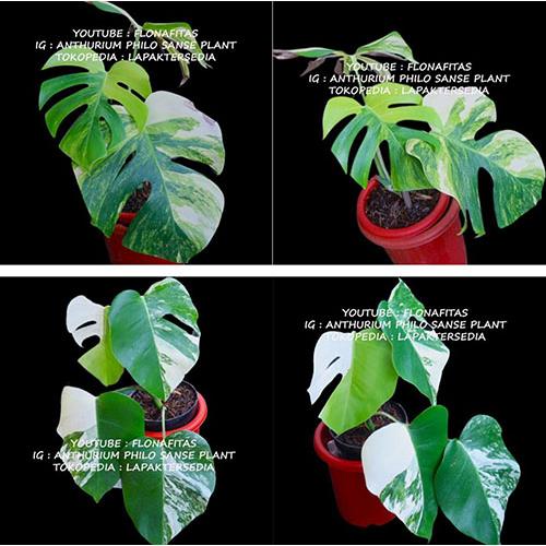 Jual MARMORATA dan Monstera Variegata Putih | dikirimkan sesuai gambar ...