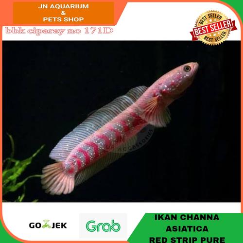Jual IKAN HIAS CHANNA CHANA ASIATICA RED STRIP PURE IKAN PREDATOR ...