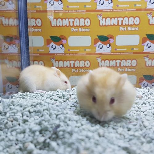 Promo Hamster winter Golden Jinak aman untuk anak - Mata Merah - Kota ...