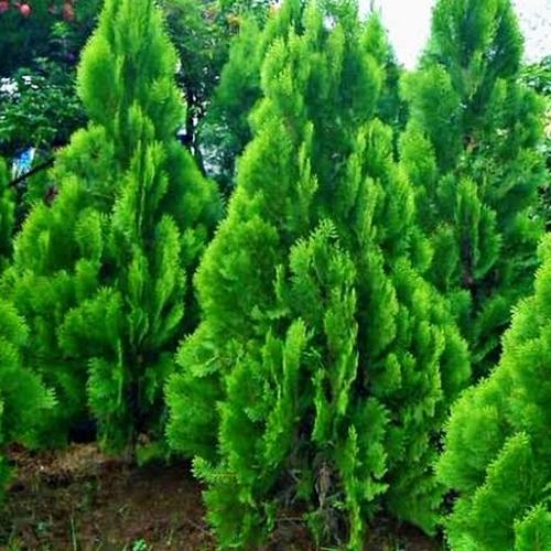 Jual TANAMAN POHON CEMARA KIPAS TINGGI - Standar - Jakarta Utara ...