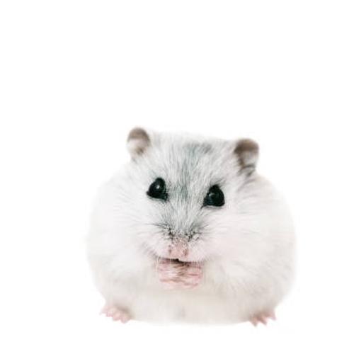 Jual Hamster winter white pearl jinak Friendly Aman untuk anak - Mata ...