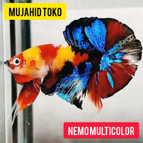 Jual Nemo Multicolor / Ikan Cupang Hias / Plakat Jantan Betina - Bahan ...