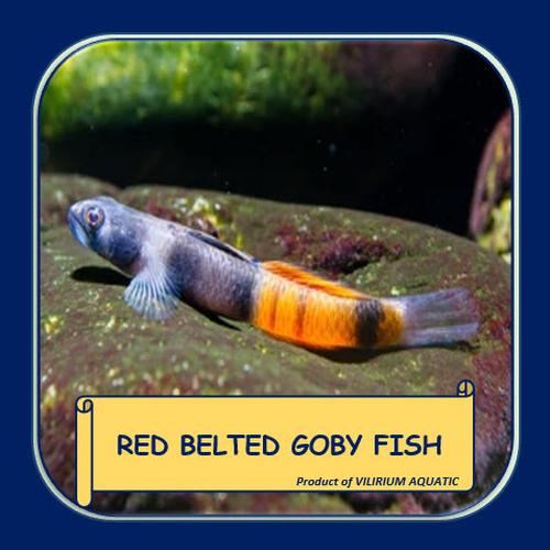 Jual IKAN HIAS AIR TAWAR - GOBY BADAN MERAH / RED BELTED GOBY FISH - 2 ...
