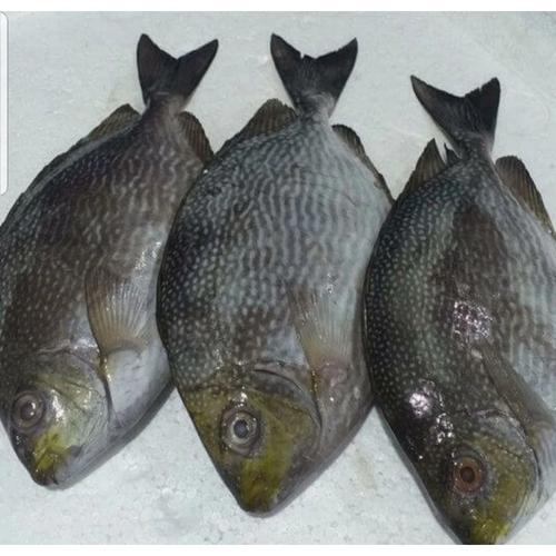 Jual ikan baronang segar 1 kg isi 2-3 - Jakarta Selatan - PUSAT IKAN ...