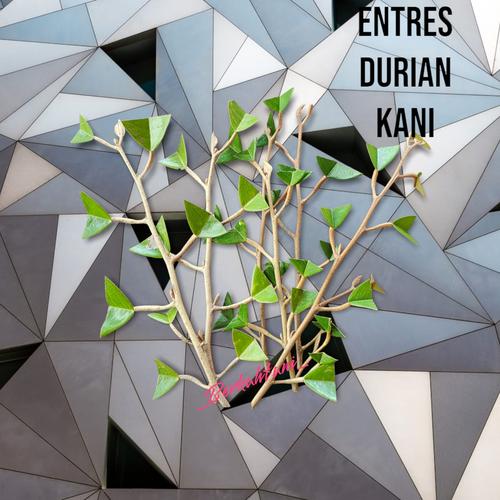 Jual Grosir 30Entres Durian Kani ( Chanee ) Entres Pucukan Super Mata ...