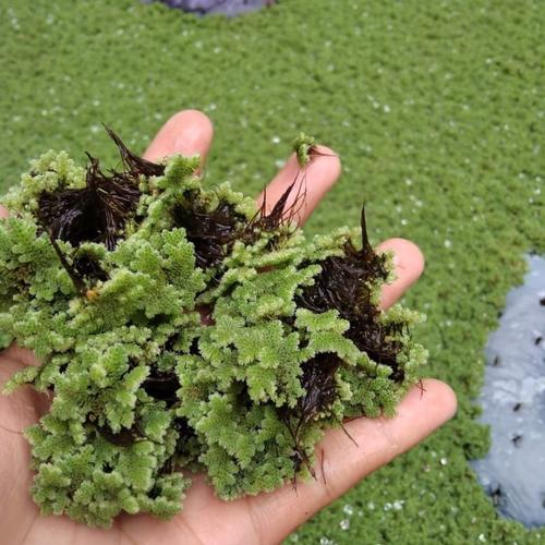 Jual indukan azolla 1kg azola micropylla - azola+bublewarp - Kab ...