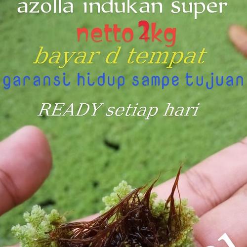 Jual indukan azolla 2kg bibit azola - azola+bublewarp - Kab. Kebumen ...