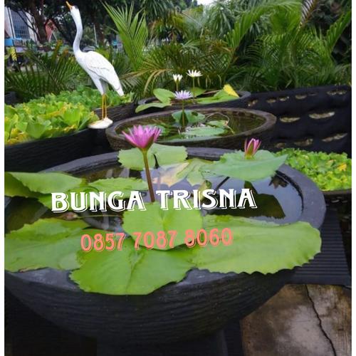 Jual Pot bulat minimalis / pot teratai / pot tanaman air 50cm - Jakarta ...