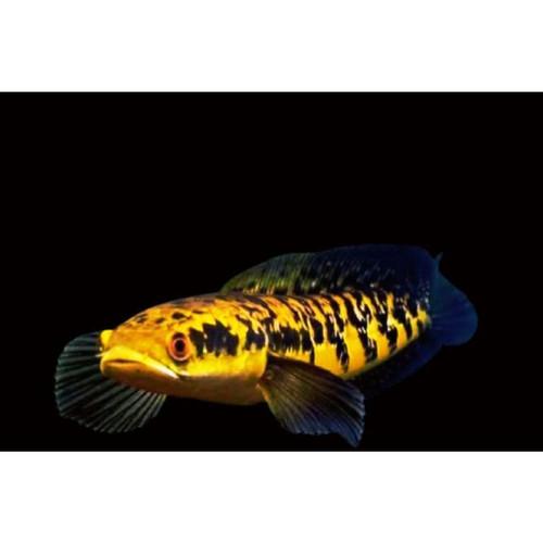 Jual channa yellow sentarum - ikan cana - ikan chana - ikan hias channa ...