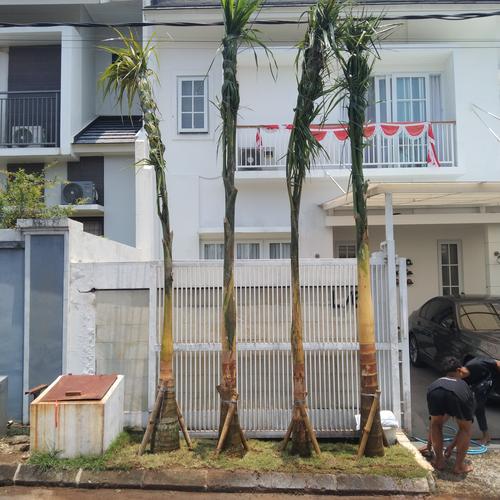 Jual pohon palem raja - tanaman hias palem raja - Kota Bogor - Tania ...