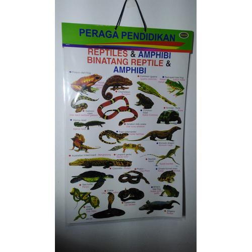 Jual Poster edukasi anak binatang reptile dan amphibi - Kota Depok ...