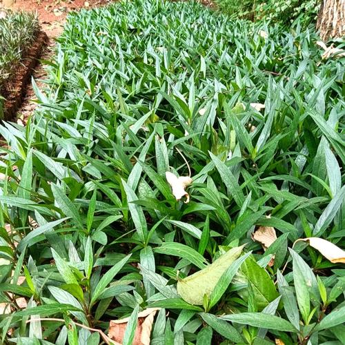 Jual tanaman rawelia tegak - pohon rawelia tegak - rolia tegak - Kab ...