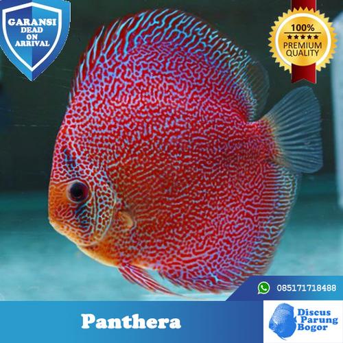 Jual Ikan Discus Panthera - 3 Inch - Kab. Bogor - Discus Parung Bogor ...