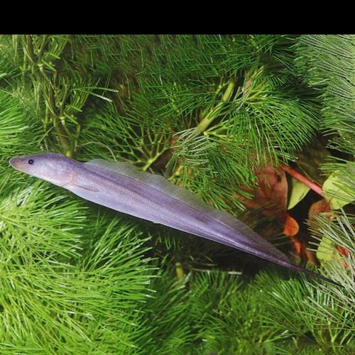 Jual ikan aba aba knifefish ikan hias air tawar - Jakarta Pusat ...