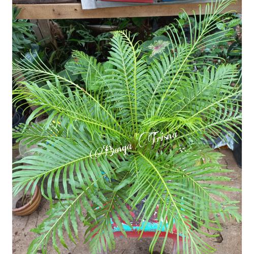 Jual Tanaman hias pakis haji / pakis jibum jibung/ blechanum gibbum ...