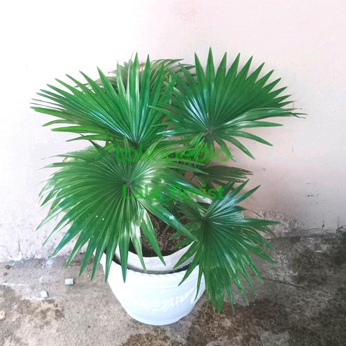 Jual palem kipas sadeng / palem livistona / palem kipas cina free pot ...