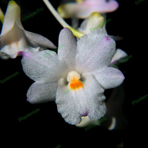 Jual Dendrobium mutabile - anggrek spesies rajin berbunga - Kab ...