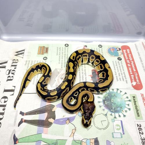 Jual ballpython normal - Kab. Bandung - INDEXAN | Tokopedia
