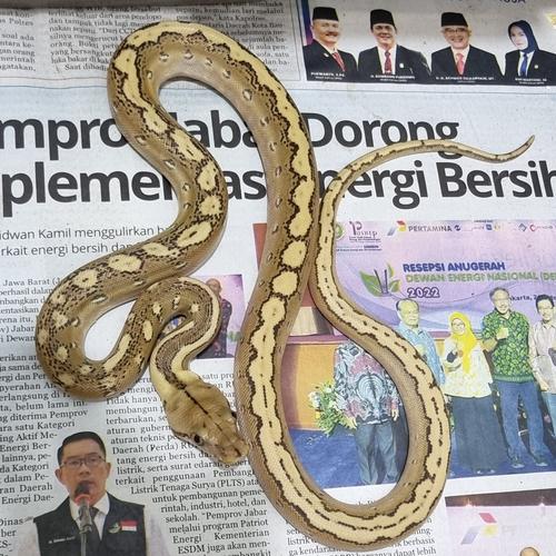 Jual retic phantom platinum - Kab. Bandung - INDEXAN | Tokopedia