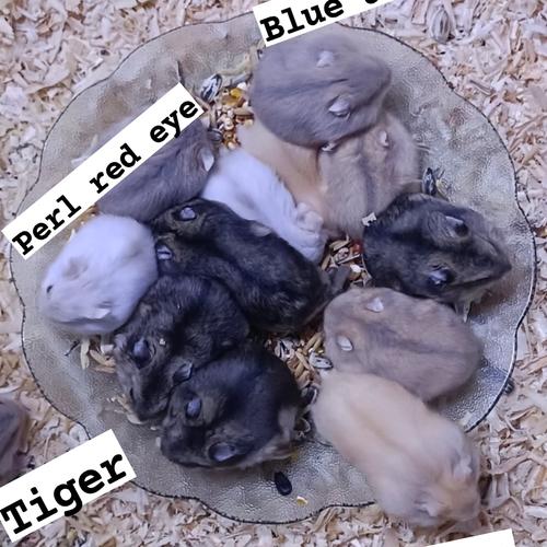 Jual hamster winter white,Tiger,Golden red eye,pearl red eye,blue ...