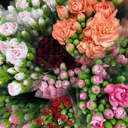 Jual bunga anyelir carnation fresh 20 tangkai - Jakarta Selatan ...