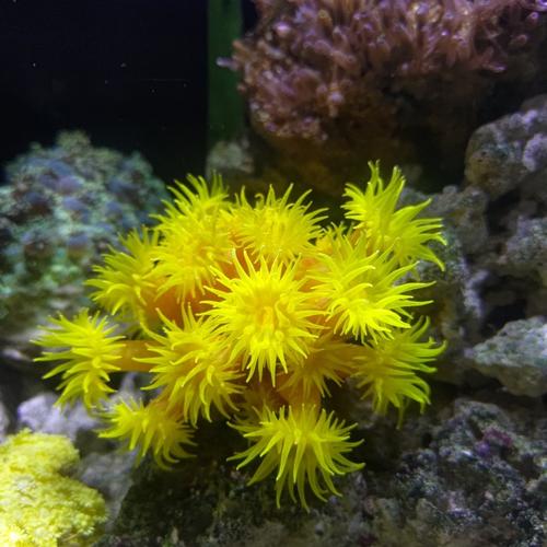 Jual polip matahari kuning coral aquarium laut - Jakarta Selatan ...